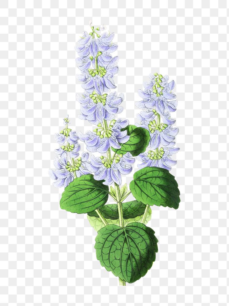 PNG Coleus Barbatus Floral Magazine, | Free PNG - rawpixel