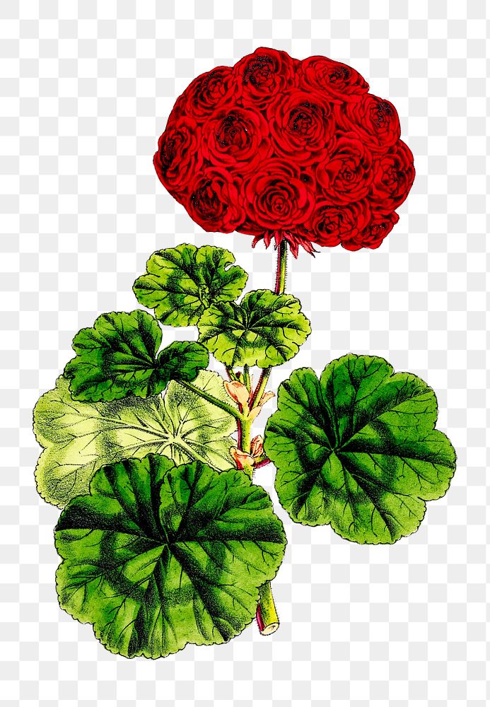 PNG Double Zonale Pelargoniums or | Free PNG - rawpixel