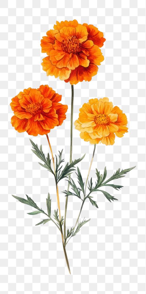 PNG Marigold illustration marigold vibrant. | Free PNG - rawpixel