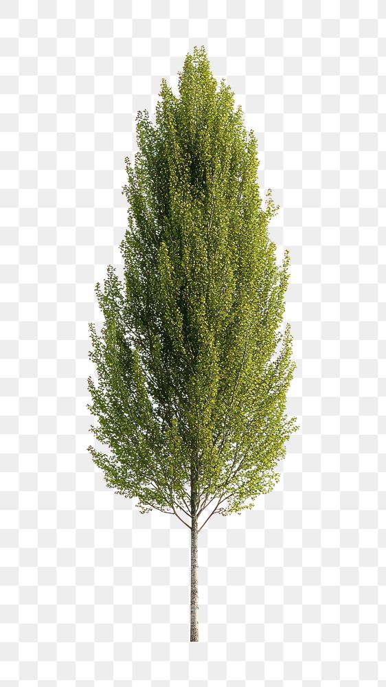PNG Real poplar tree background | Free PNG - rawpixel