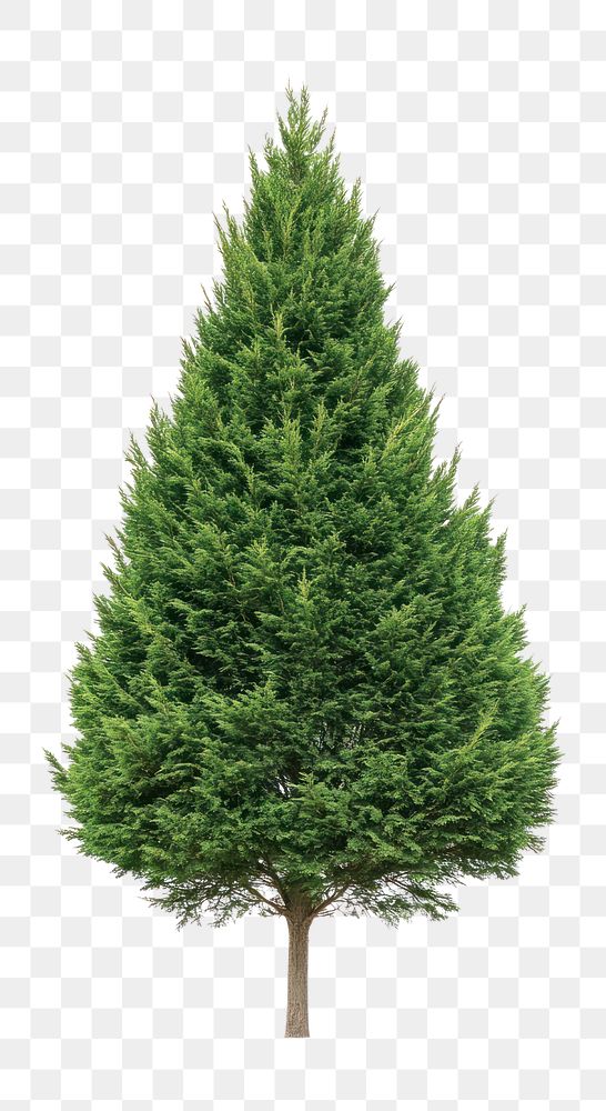 PNG Real short cypress tree | Free PNG - rawpixel