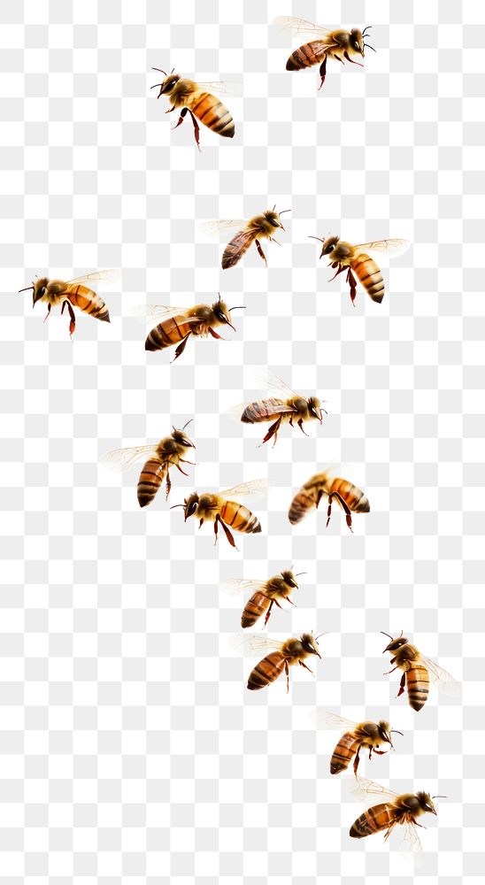 Bee Transparent Images | Free Photos, PNG Stickers, Wallpapers ...