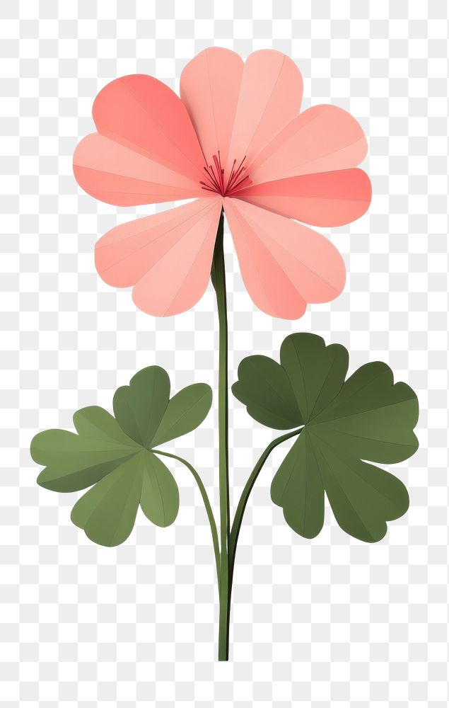 PNG Geranium flower illustration paper | Free PNG - rawpixel