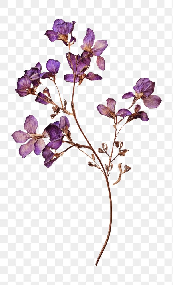 PNG Statice flowers purple dried | Premium PNG - rawpixel