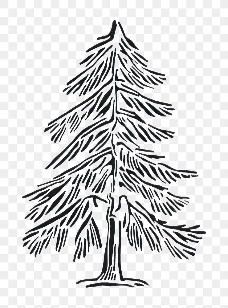 PNG Blue spruce tree drawing | Free PNG - rawpixel