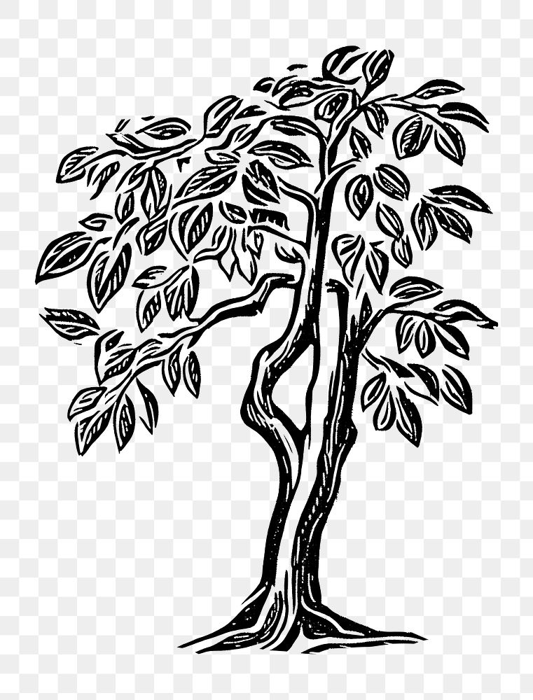 PNG Cacao tree drawing art | Free PNG - rawpixel