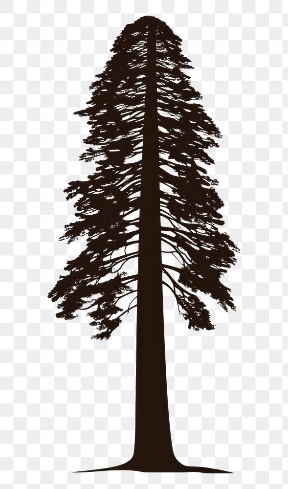 PNG Tall redwood tree silhouette | Free PNG - rawpixel
