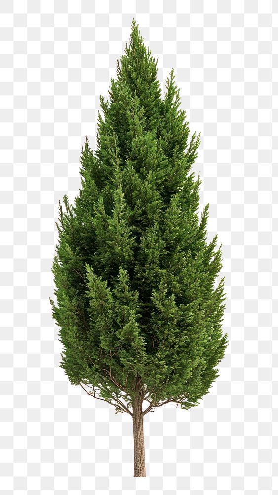 PNG Cypress tree isolated photography | Free PNG - rawpixel