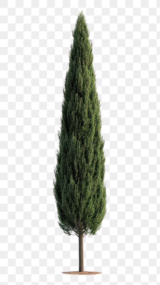 PNG Cypress tree illustration silhouette | Free PNG - rawpixel