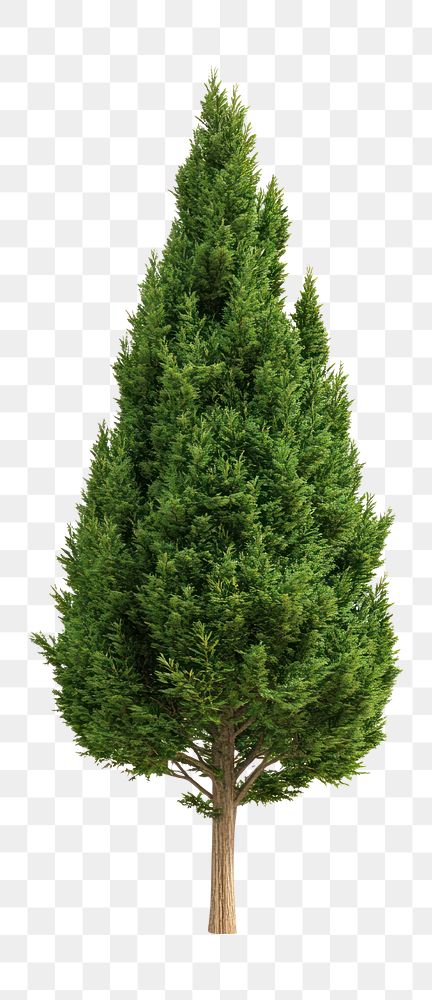 PNG Cypress tree isolated photography | Free PNG - rawpixel
