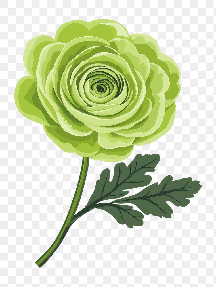 PNG green ranunculus flower clip | Free PNG - rawpixel