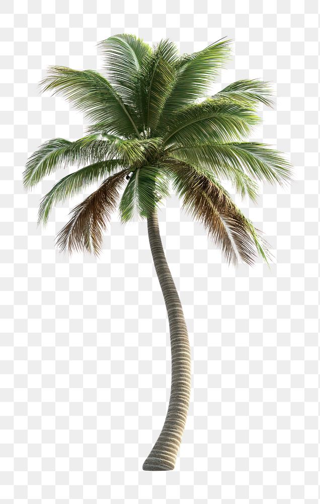 PNG Bended palm tree plant | Free PNG - rawpixel