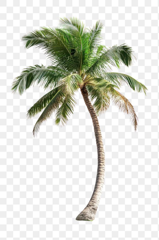 PNG Bended palm tree background | Free PNG - rawpixel