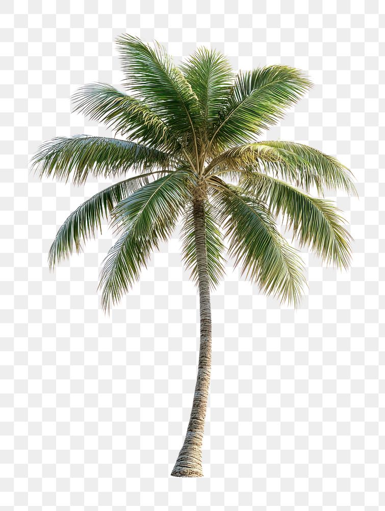 PNG Real palm tree plant | Free PNG - rawpixel