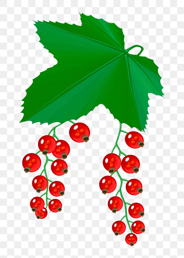 Red currant png sticker, botanical | Free PNG - rawpixel