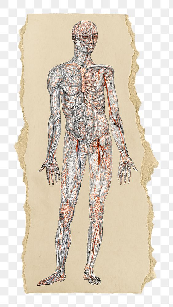 Human body png sticker, hand | Premium PNG - rawpixel