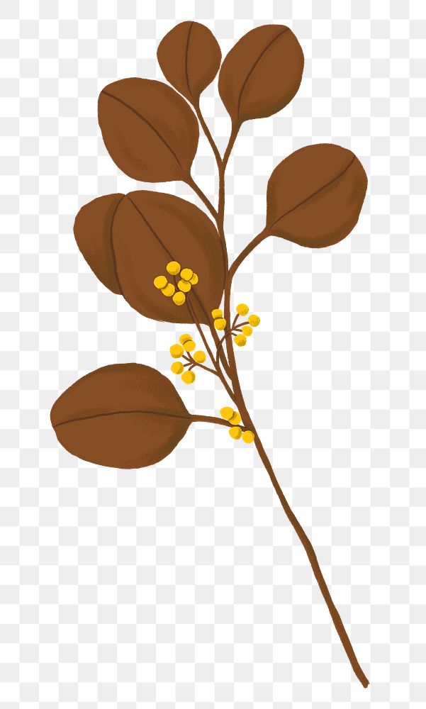 Eucalyptus png brown leaf sticker, | Premium PNG - rawpixel