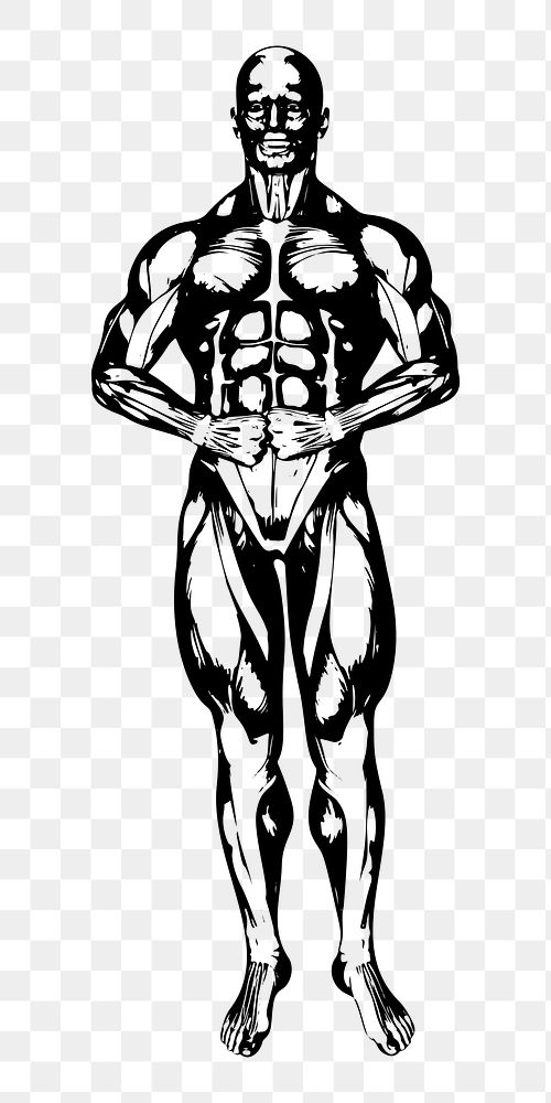 Muscular body sketch png clipart, | Free PNG - rawpixel