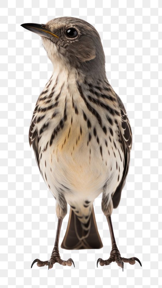 PNG Animal bird beak wildlife. | Free PNG - rawpixel