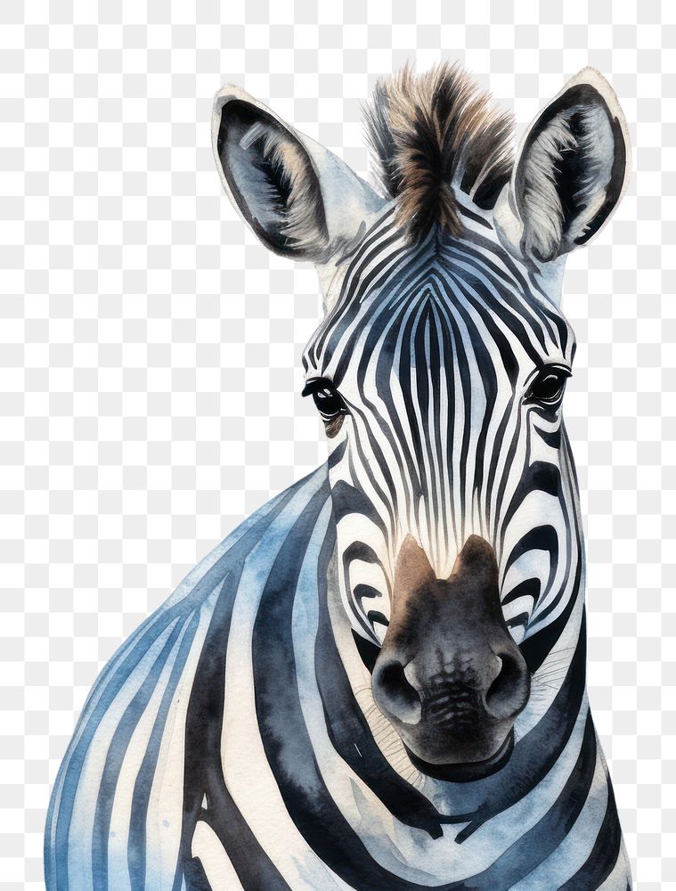 PNG Zebra wildlife animal mammal. | Free PNG - rawpixel