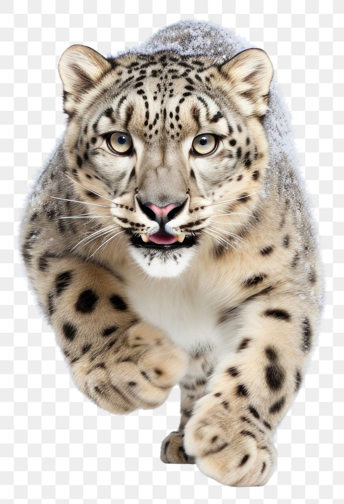 PNG Wildlife leopard animal mammal. | Premium PNG - rawpixel