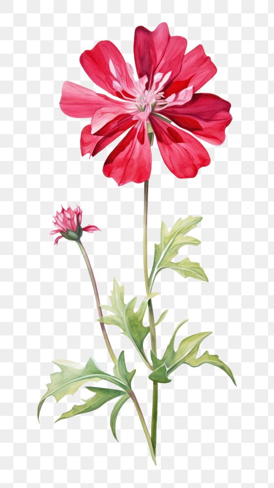 PNG Flower dahlia petal plant. | Premium PNG - rawpixel