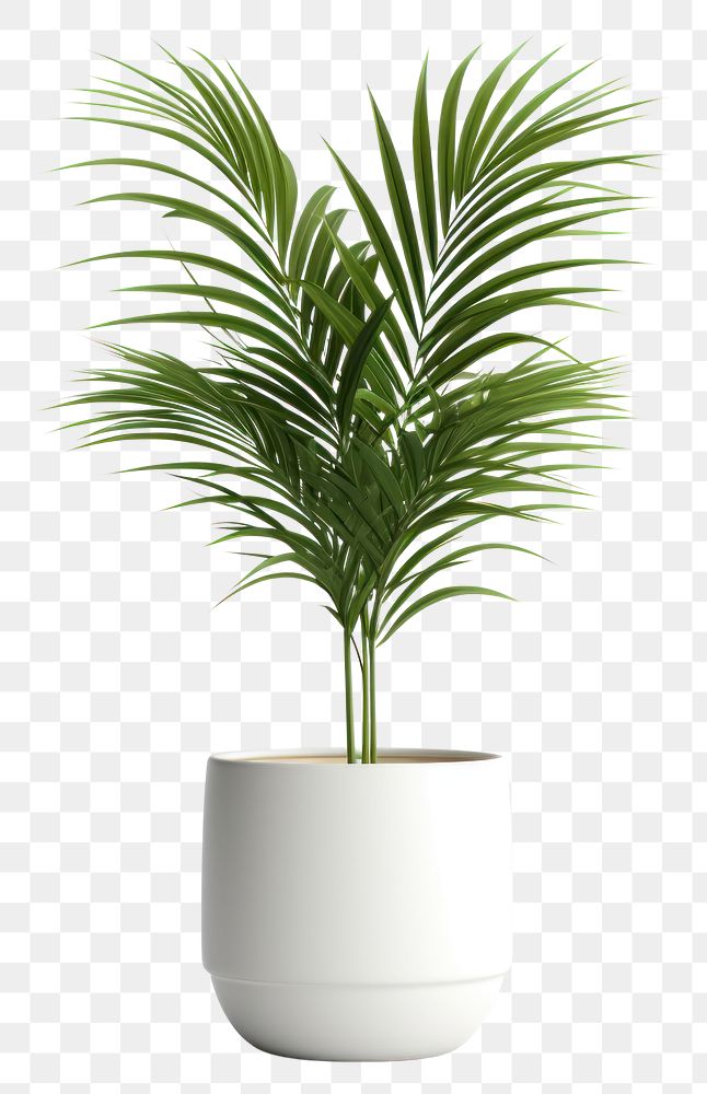 PNG Plant leaf tree vase. | Premium PNG - rawpixel