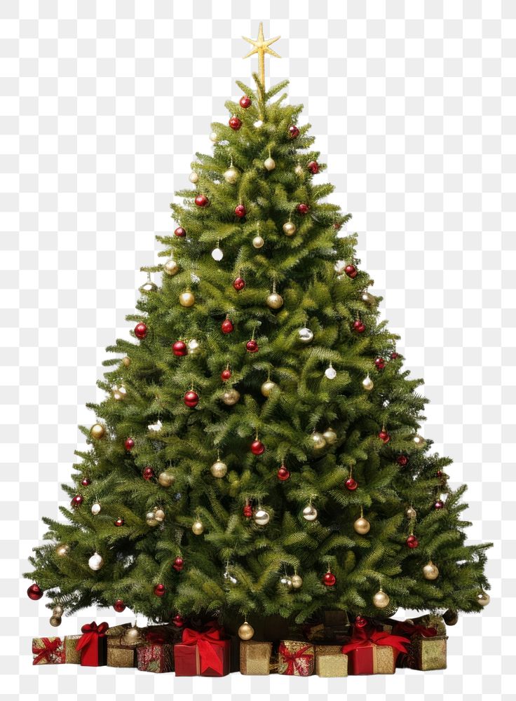 PNG Christmas tree plant pine | Free PNG - rawpixel