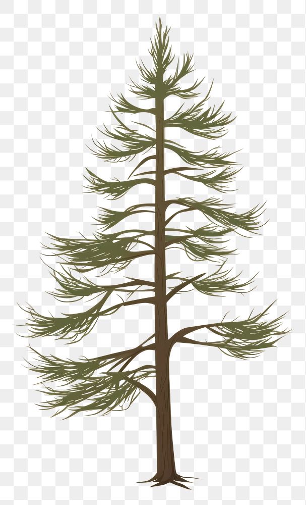 PNG Pine tree drawing sketch | Free PNG - rawpixel