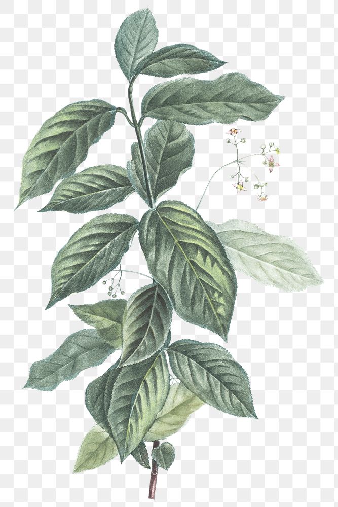 Leaf Vintage Images | Free Public Domain Paintings, Graphics ...