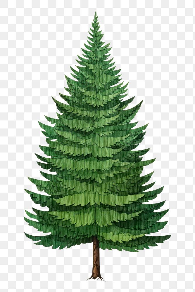 PNG Pine tree drawing plant | Premium PNG - rawpixel