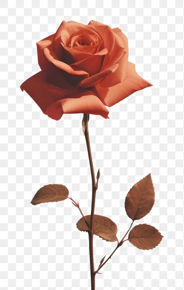 Orange Rose Stem Images | Free Photos, PNG Stickers, Wallpapers ...