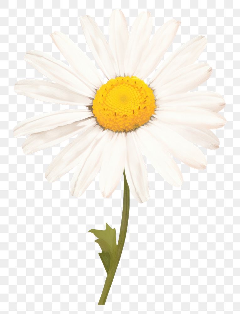 PNG Daisy smiling flower petal | Premium PNG - rawpixel