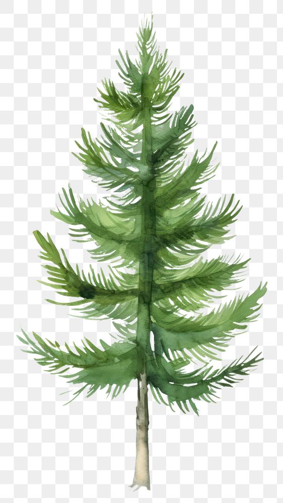 PNG Pine tree plant leaf | Free PNG - rawpixel