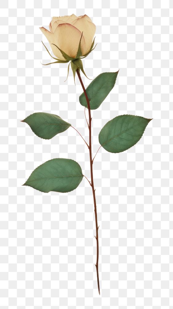 PNG Real Pressed single rose | Premium PNG - rawpixel