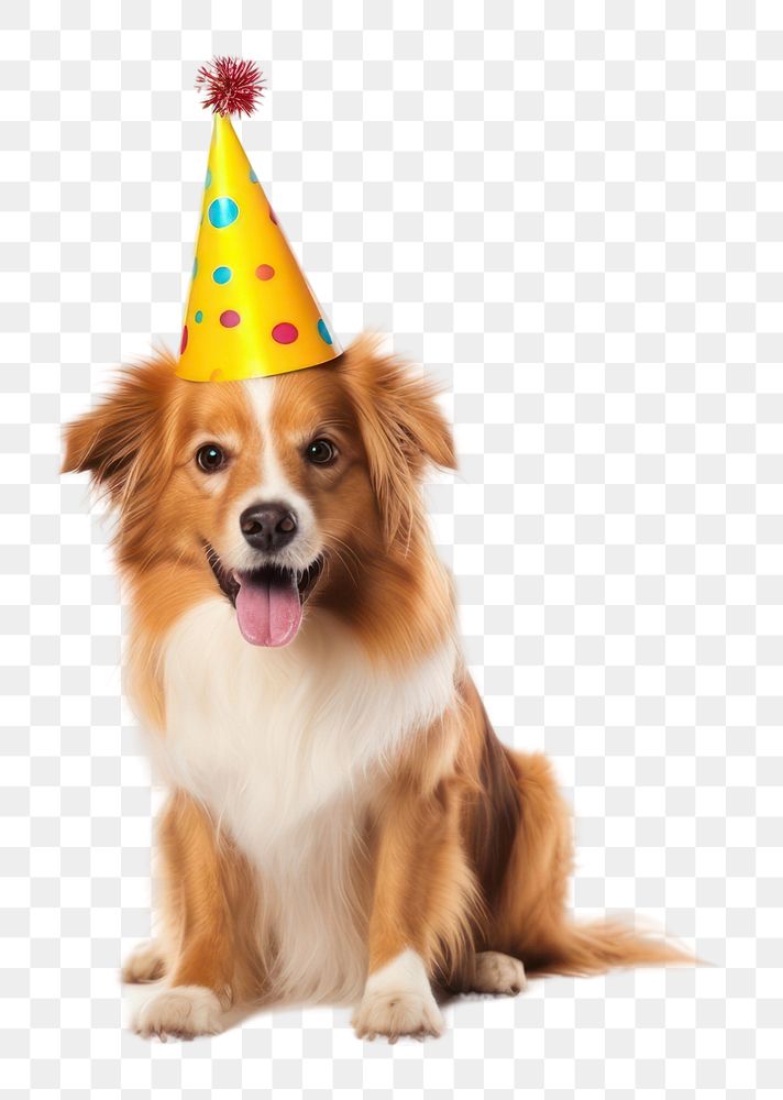 PNG Party dog celebration mammal. | Premium PNG - rawpixel