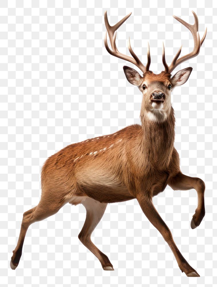 PNG Happy smiling deer dancing | Premium PNG - rawpixel