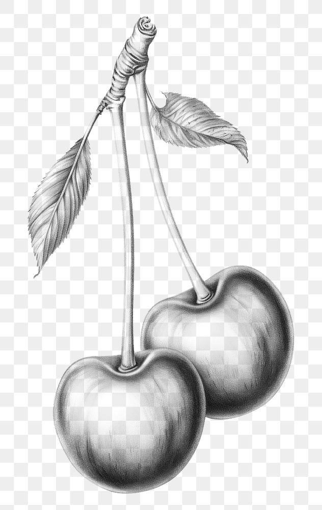 PNG Drawing cherry sketch fruit. | Premium PNG - rawpixel