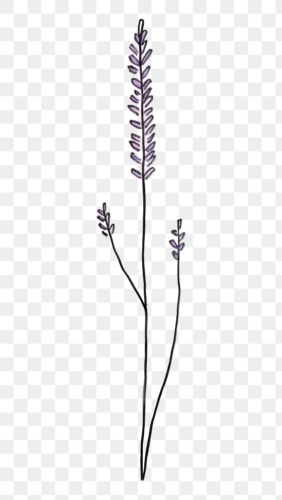 PNG Lavandula drawing flower plant. | Free PNG - rawpixel