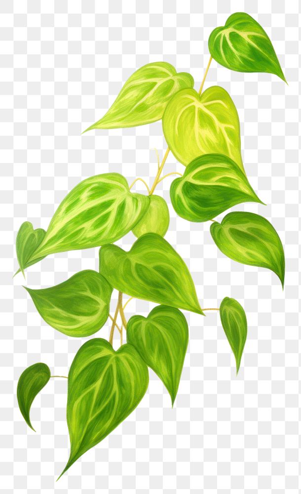 PNG pothos plan, plant element, | Free PNG - rawpixel