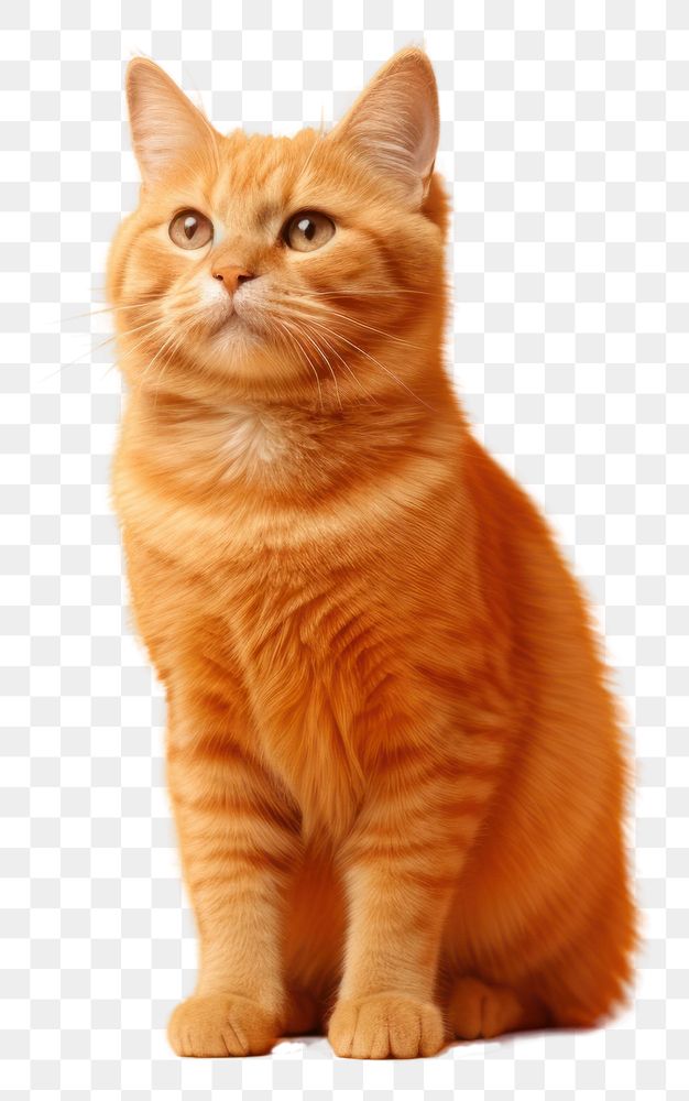PNG orange cat animal mammal | Free PNG - rawpixel