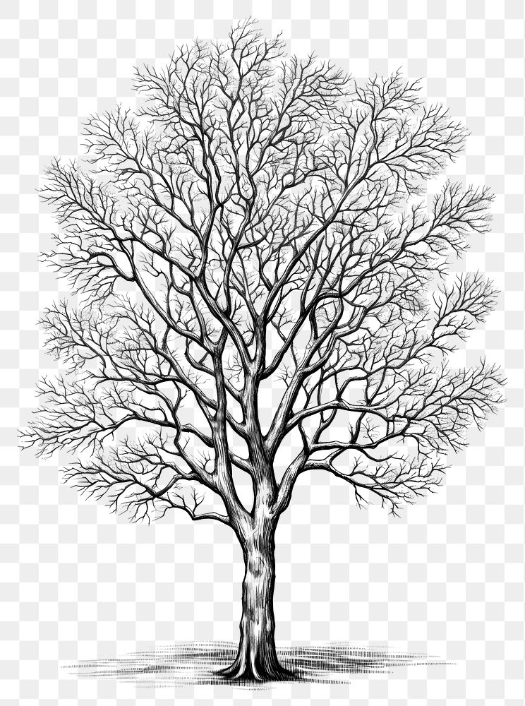 PNG minimal tree sketch outdoors | Premium PNG - rawpixel