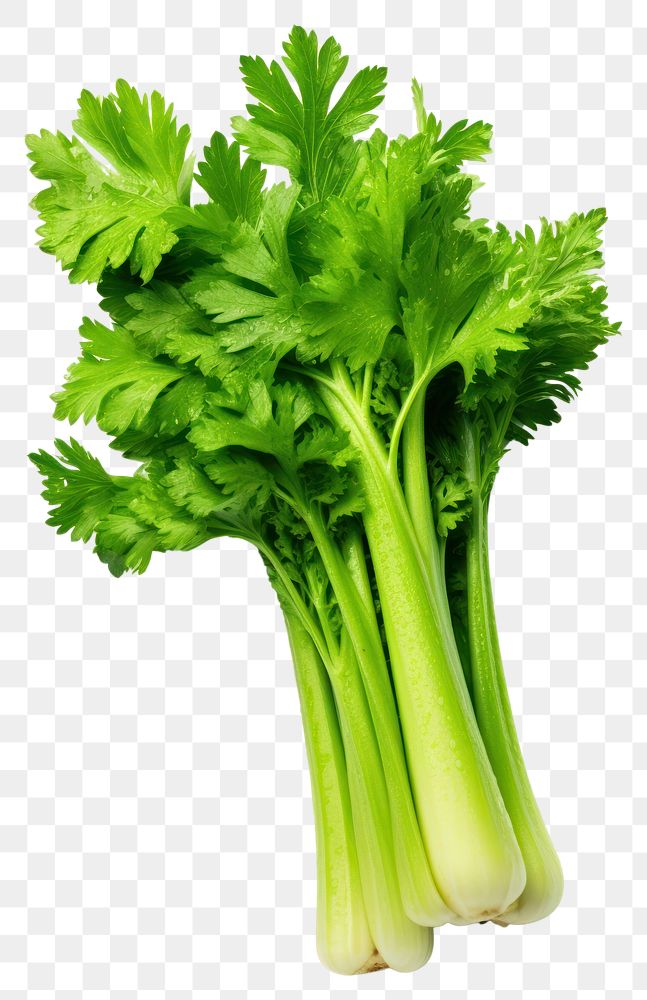 Celery Leaf Images | Free Photos, PNG Stickers, Wallpapers ...
