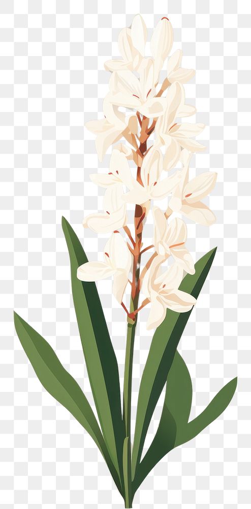 PNG Tuberose blossom flower plant. | Free PNG - rawpixel