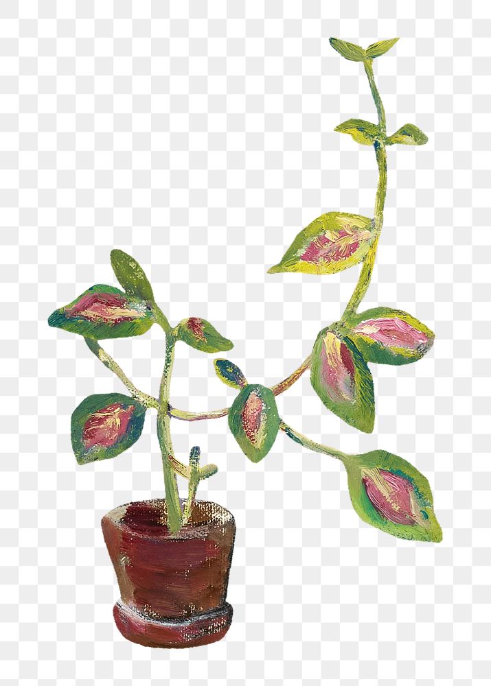 Coleus Plant PNG Images | Free Photos, PNG Stickers, Wallpapers ...