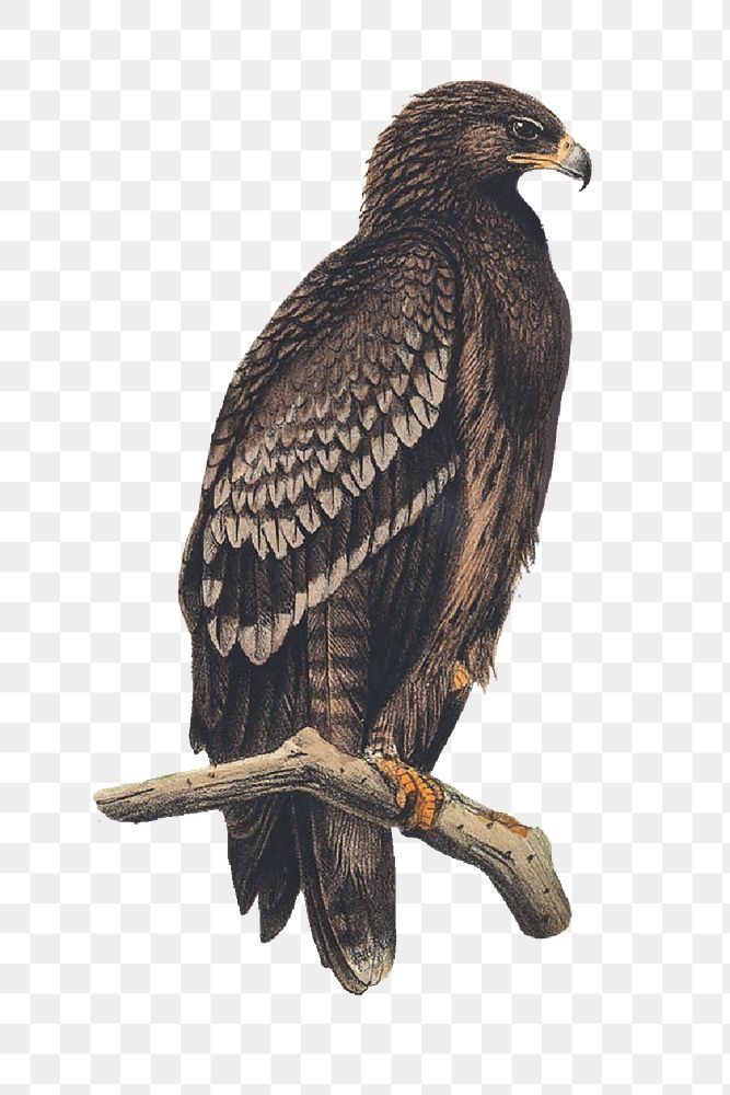 PNG Majestic eagle perched branch, | Free PNG - rawpixel