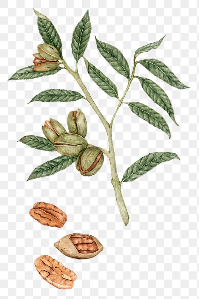 Hand drawn pecan sticker design | Free PNG Sticker - rawpixel