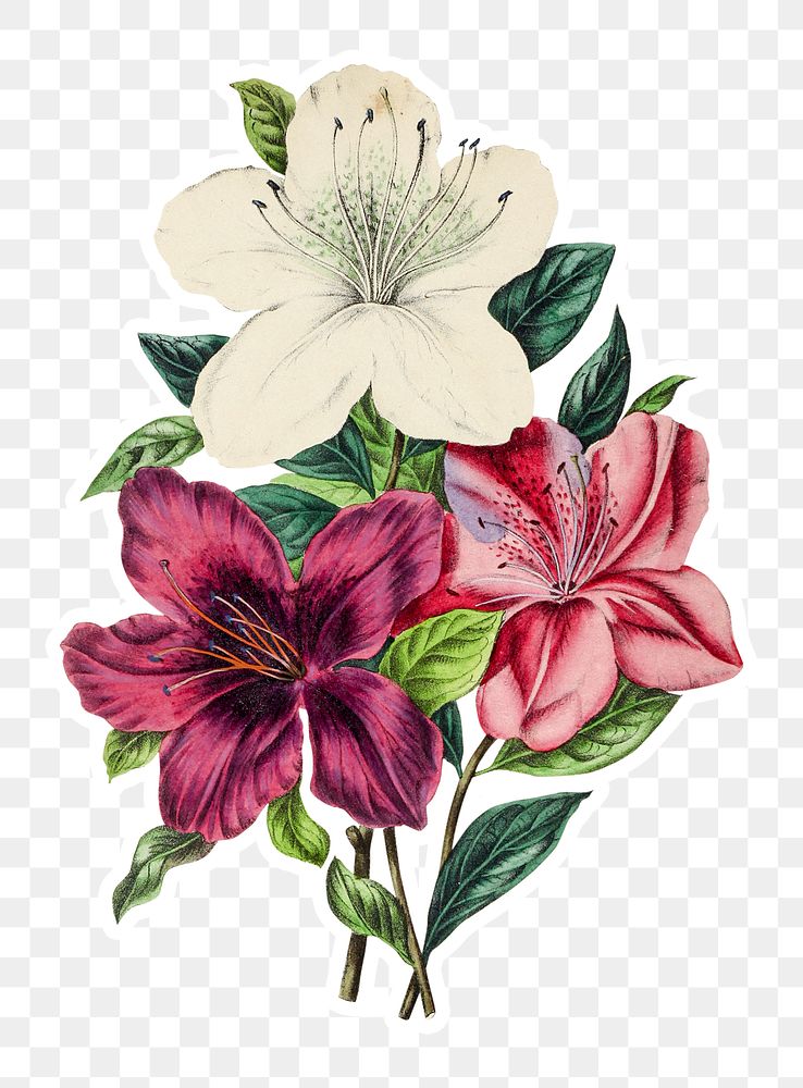 Hand drawn lily flowers sticker | Premium PNG Sticker - rawpixel