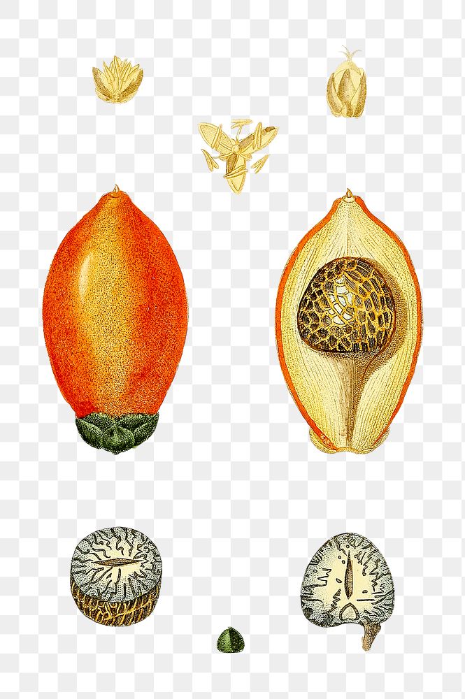 Png hand drawn areca nut | Free PNG Sticker - rawpixel