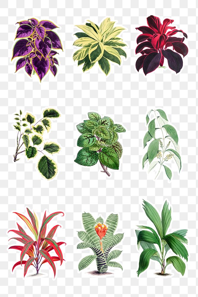 Hand drawn leaf sticker design | Premium PNG - rawpixel